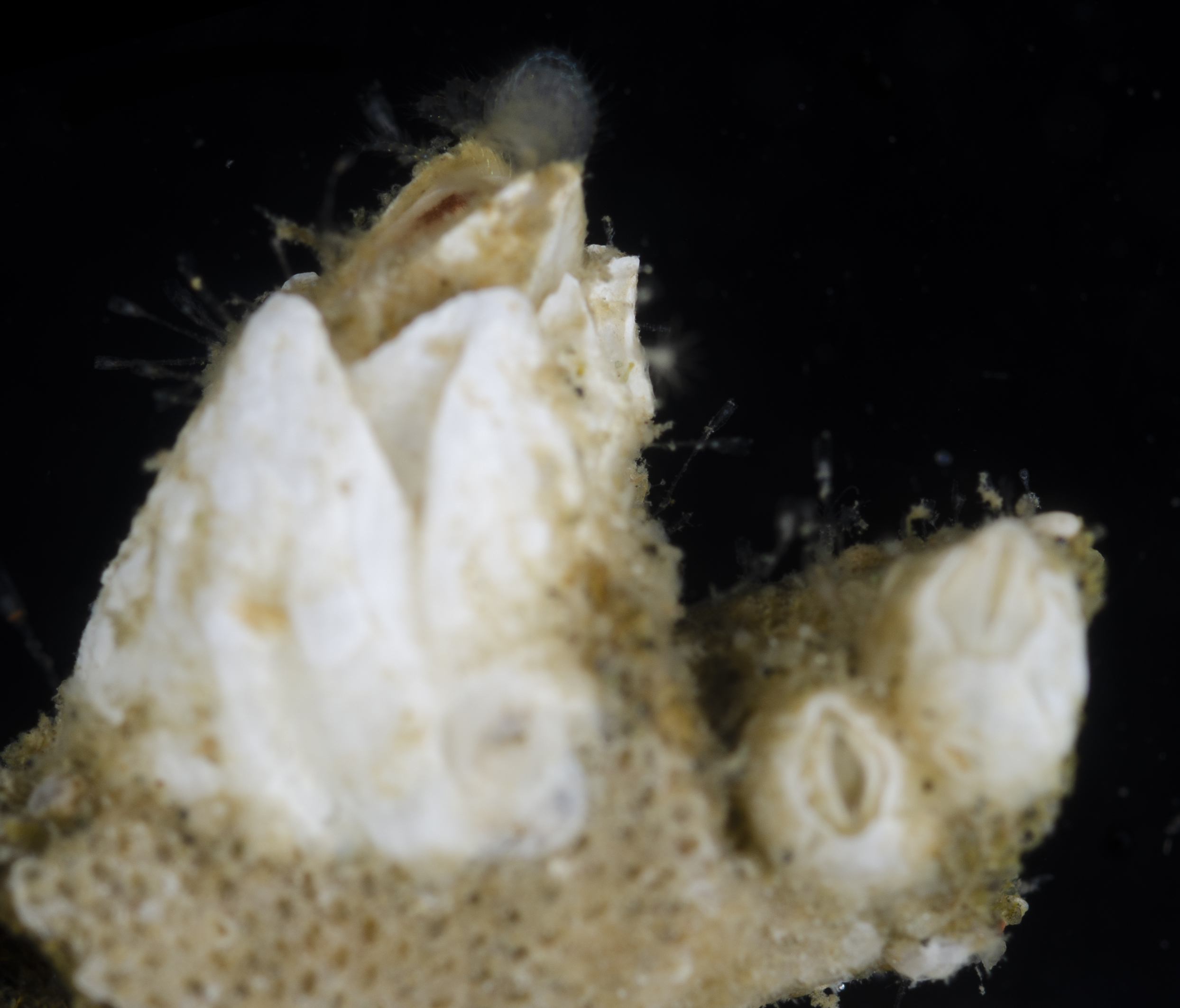 Balanus balanus (Linnaeus, 1758)