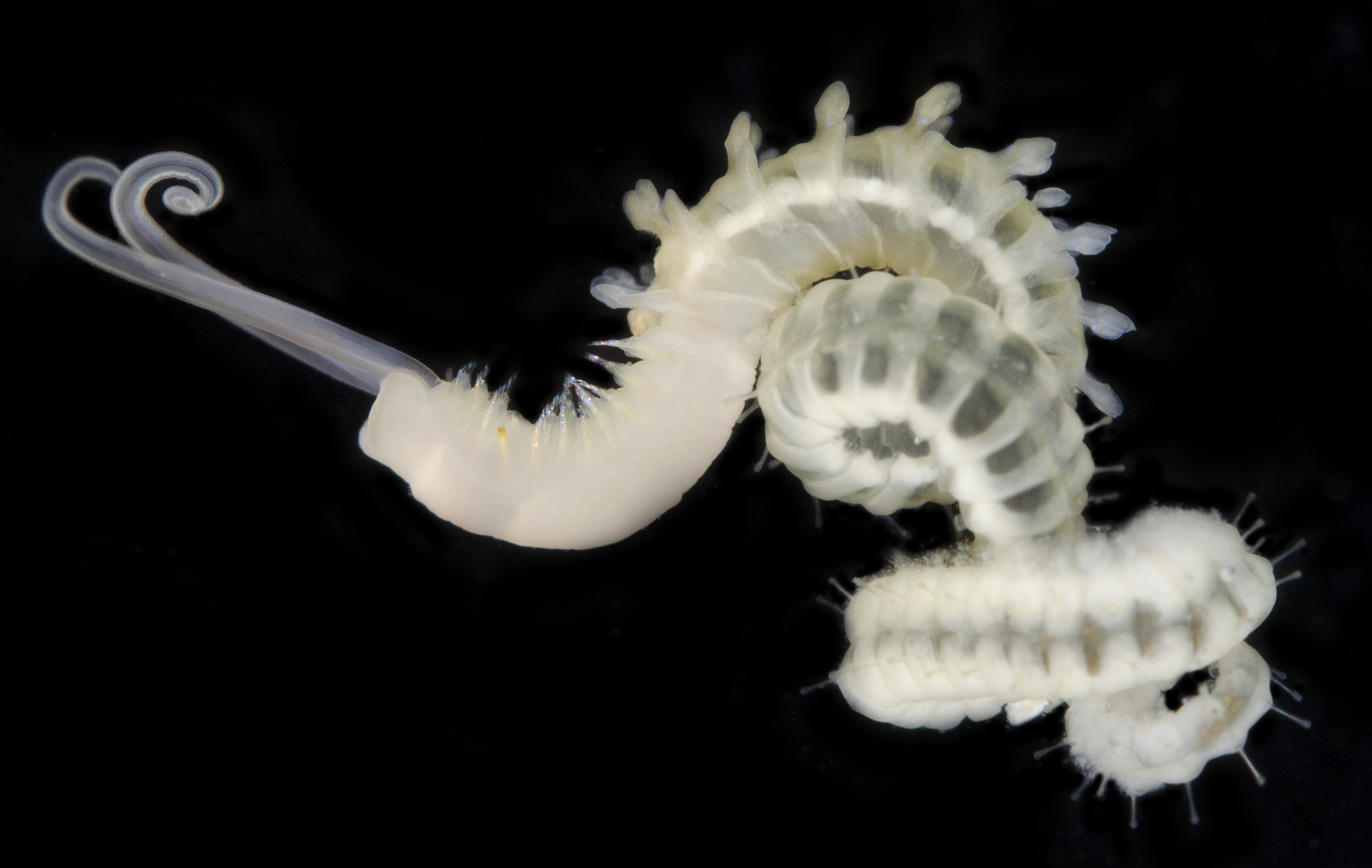 Phyllochaetopterus Grube, 1863