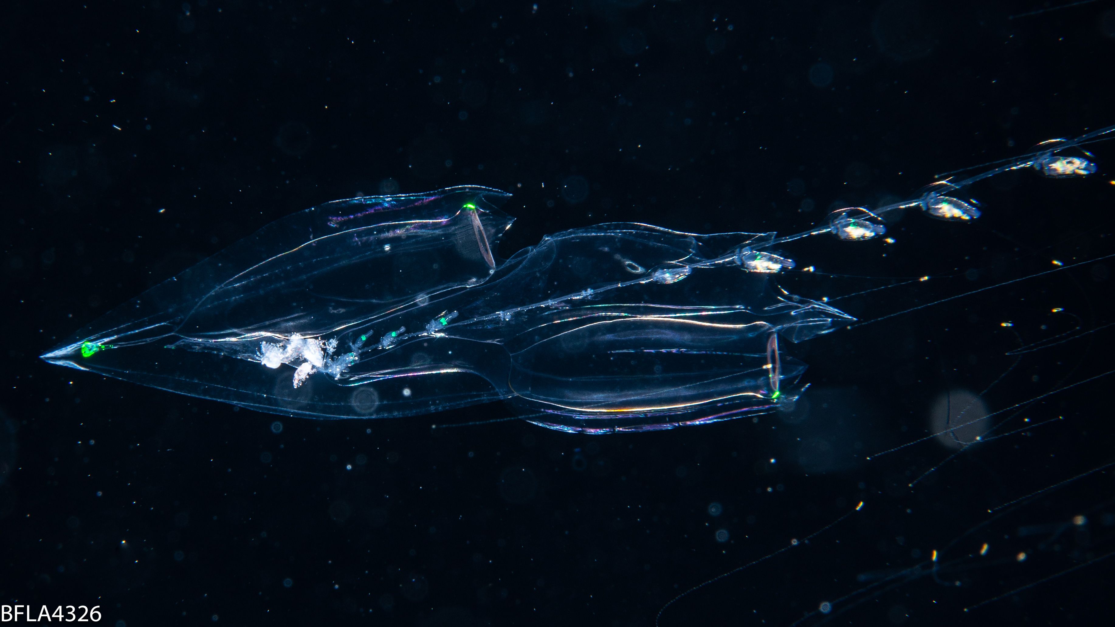 Diphyes dispar Chamisso & Eysenhardt, 1821