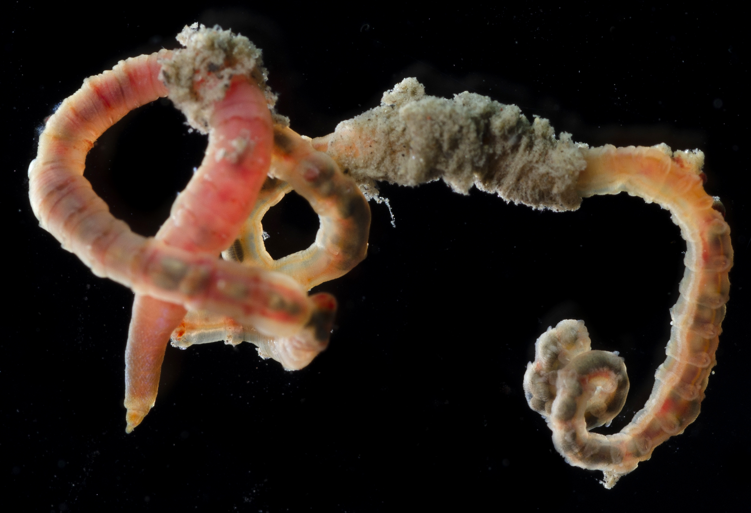 Notomastus M.Sars, 1851