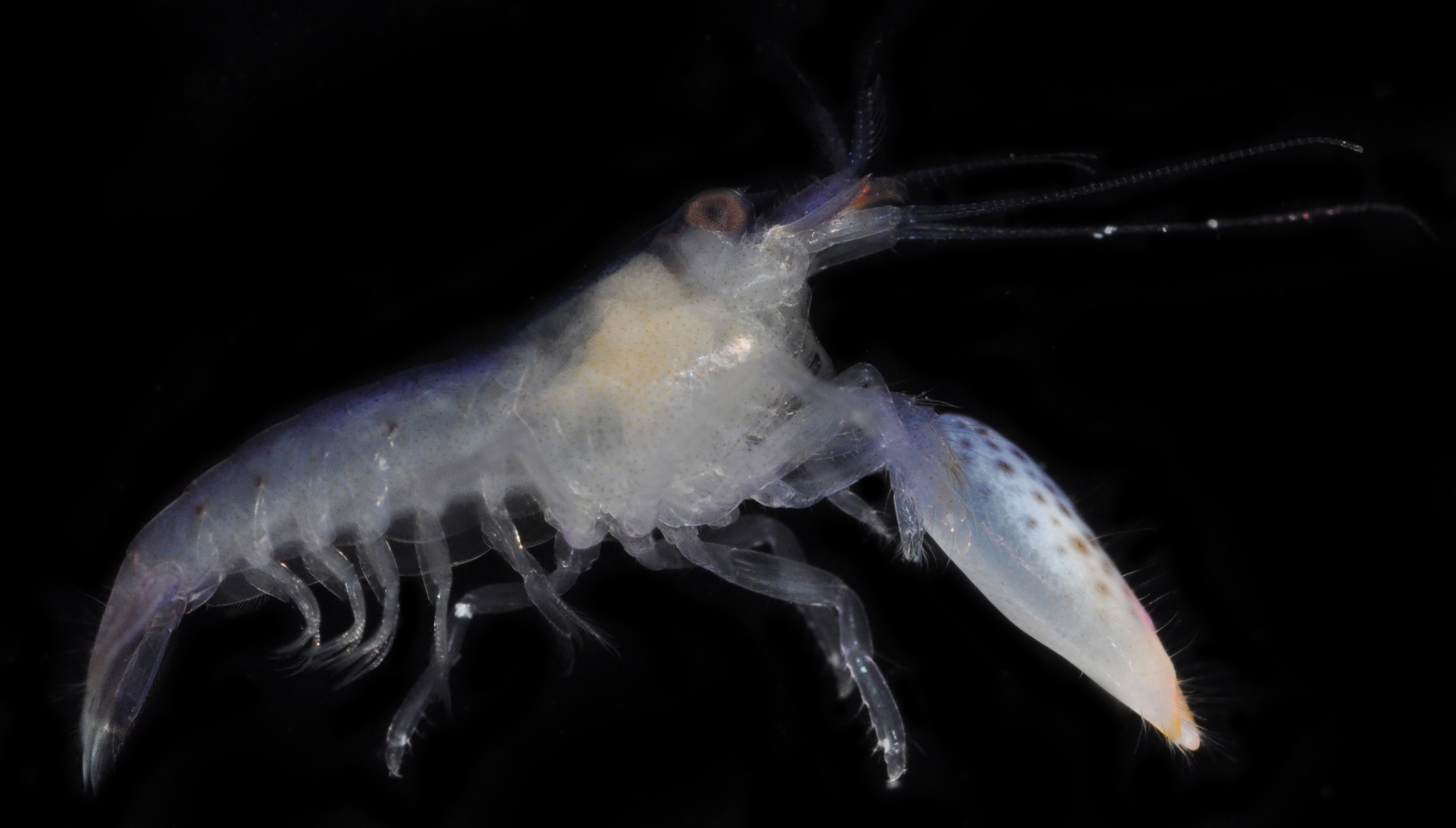 Alpheus lottini Guérin-Méneville, 1829