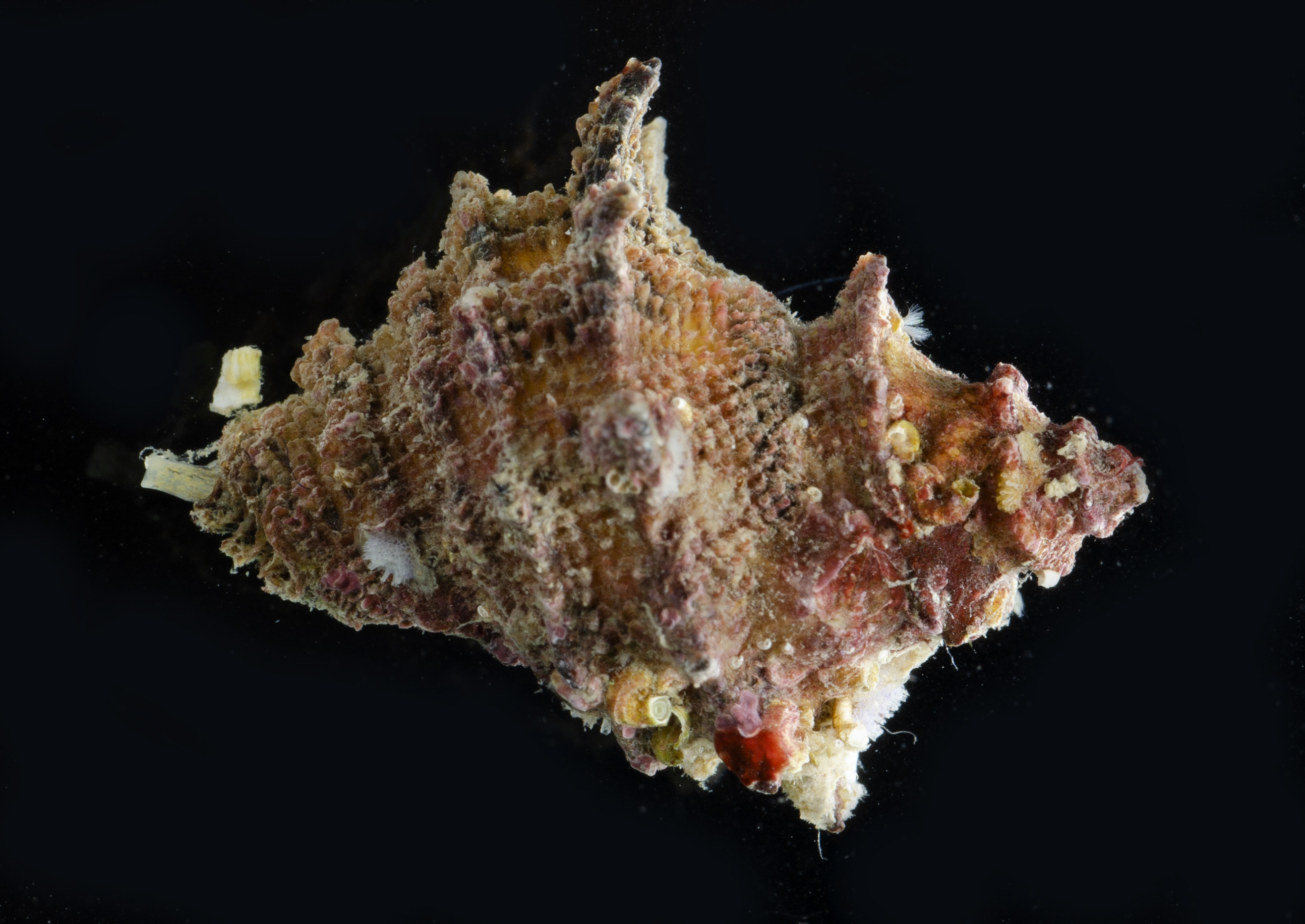 Indothais sacellum (Gmelin, 1791)