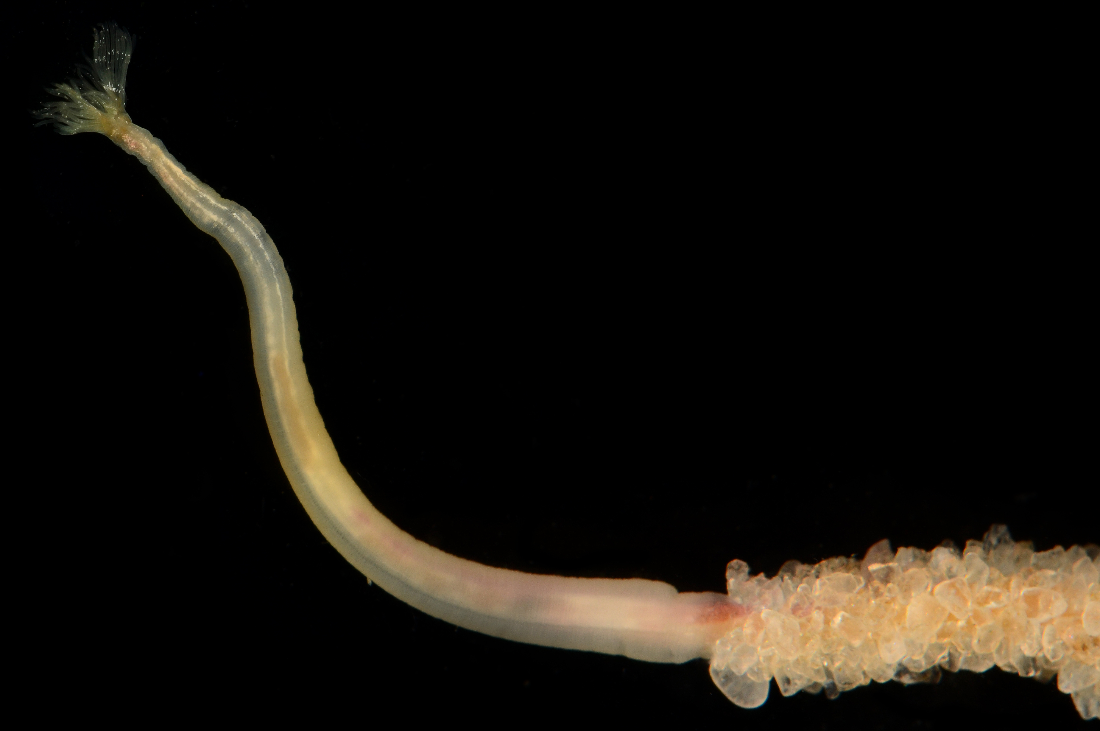 Phoronis psammophila Cori, 1889