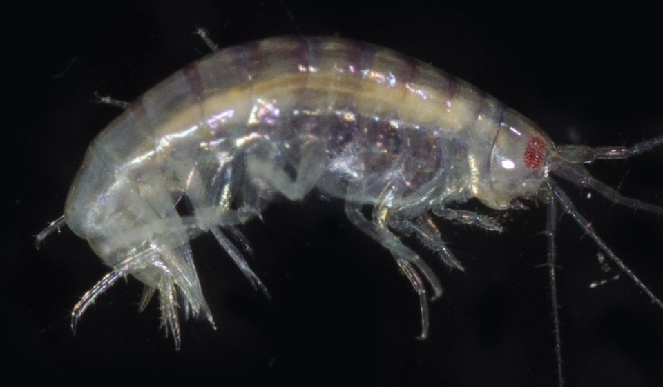 Paramoera Miers, 1875