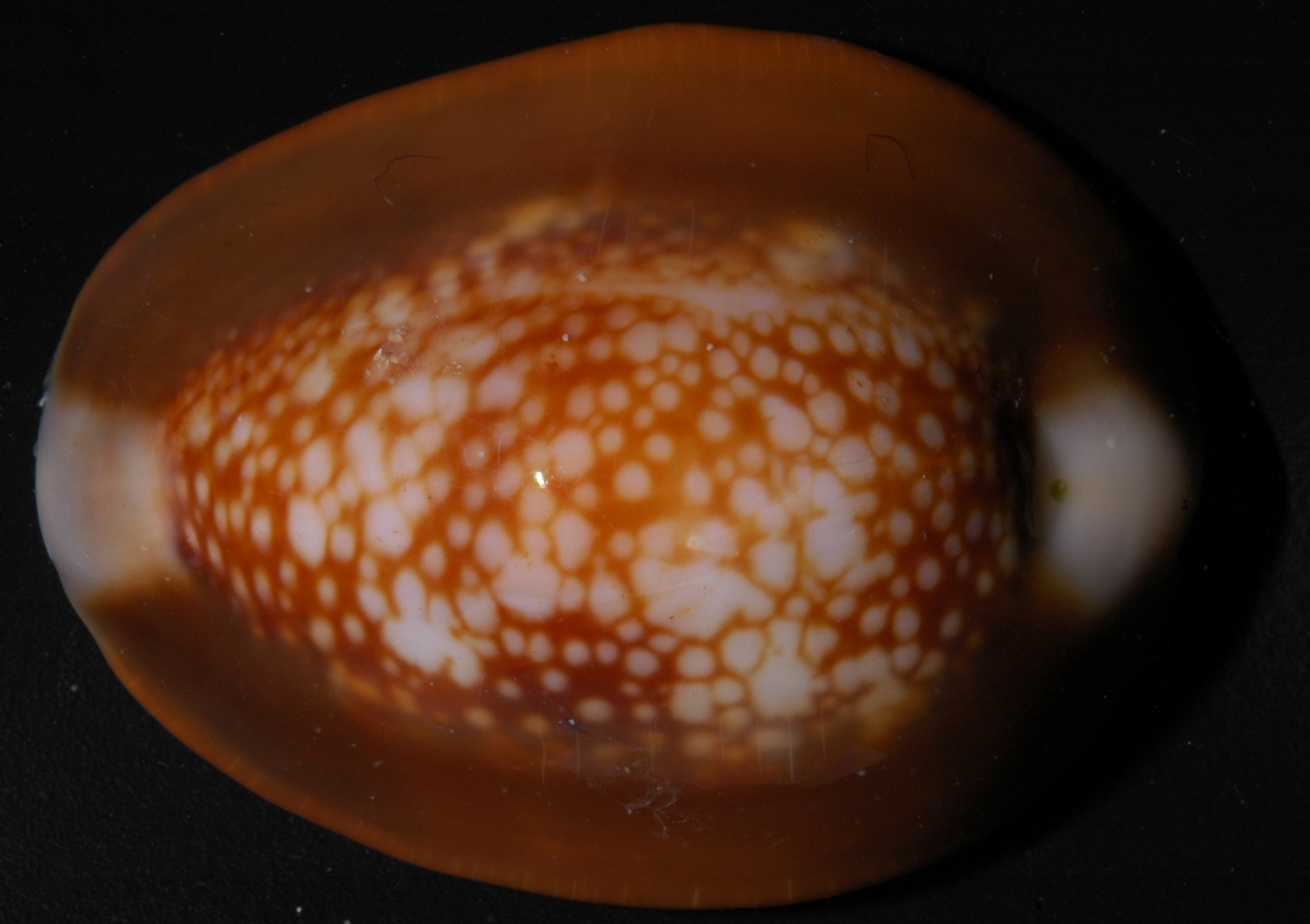 Cypraea caputserpentis Linnaeus, 1758