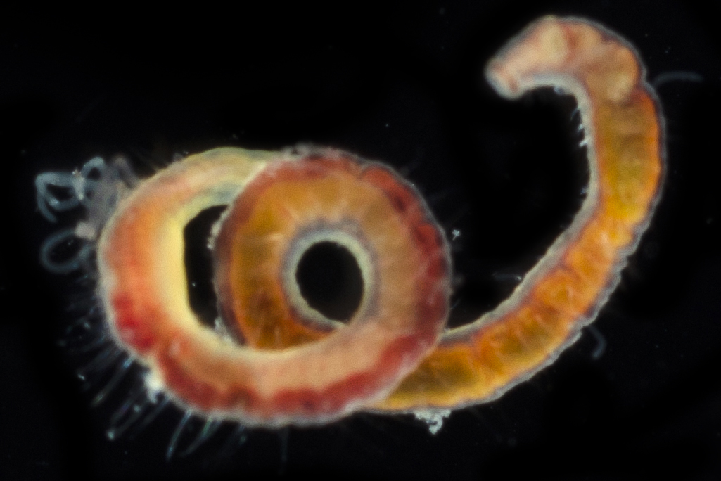 Aphelochaeta Blake, 1991