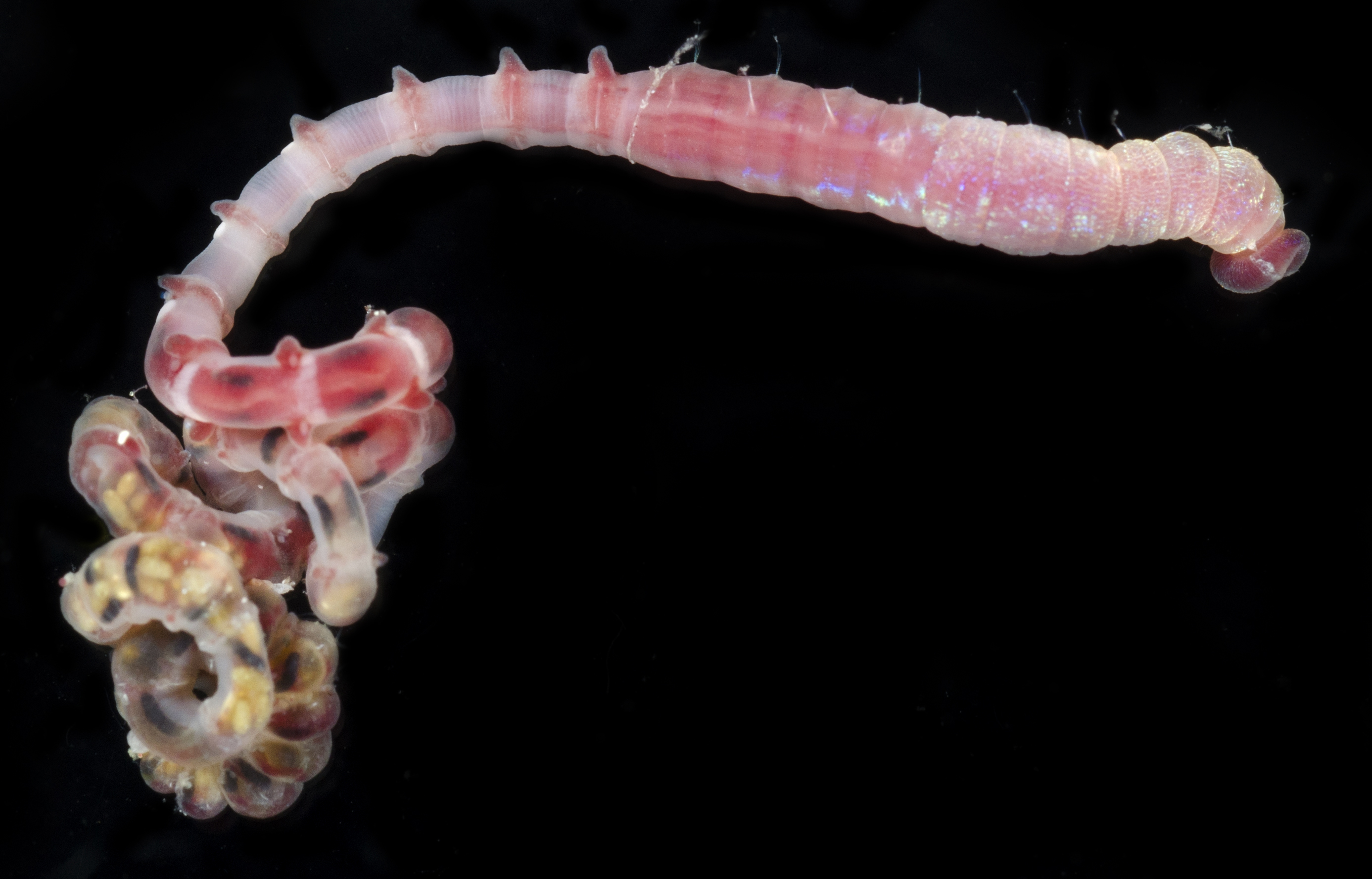 Notomastus M.Sars, 1851