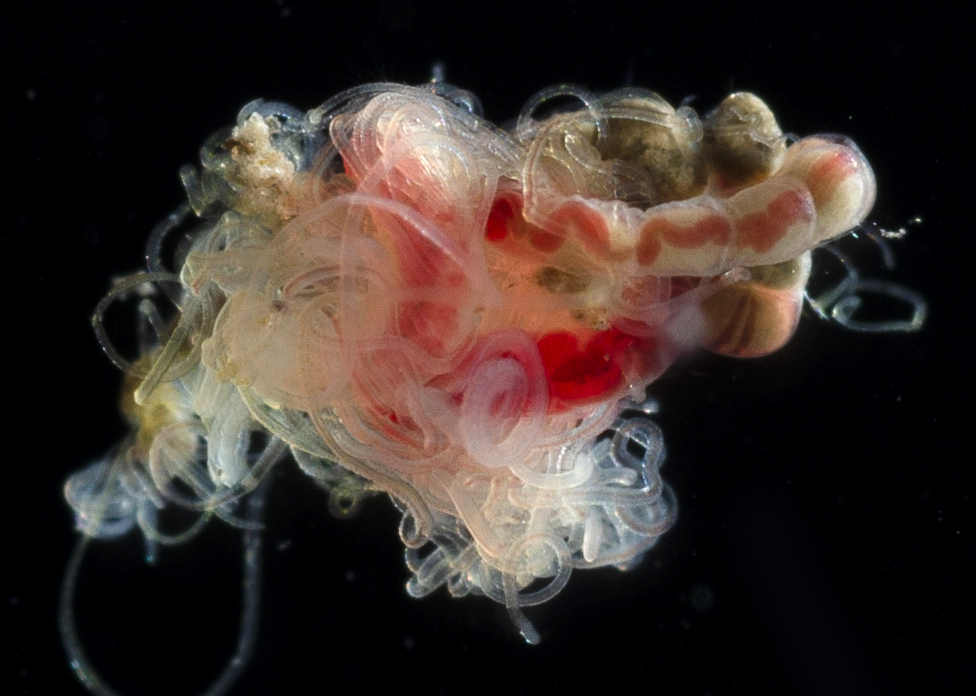 Aphelochaeta Blake, 1991