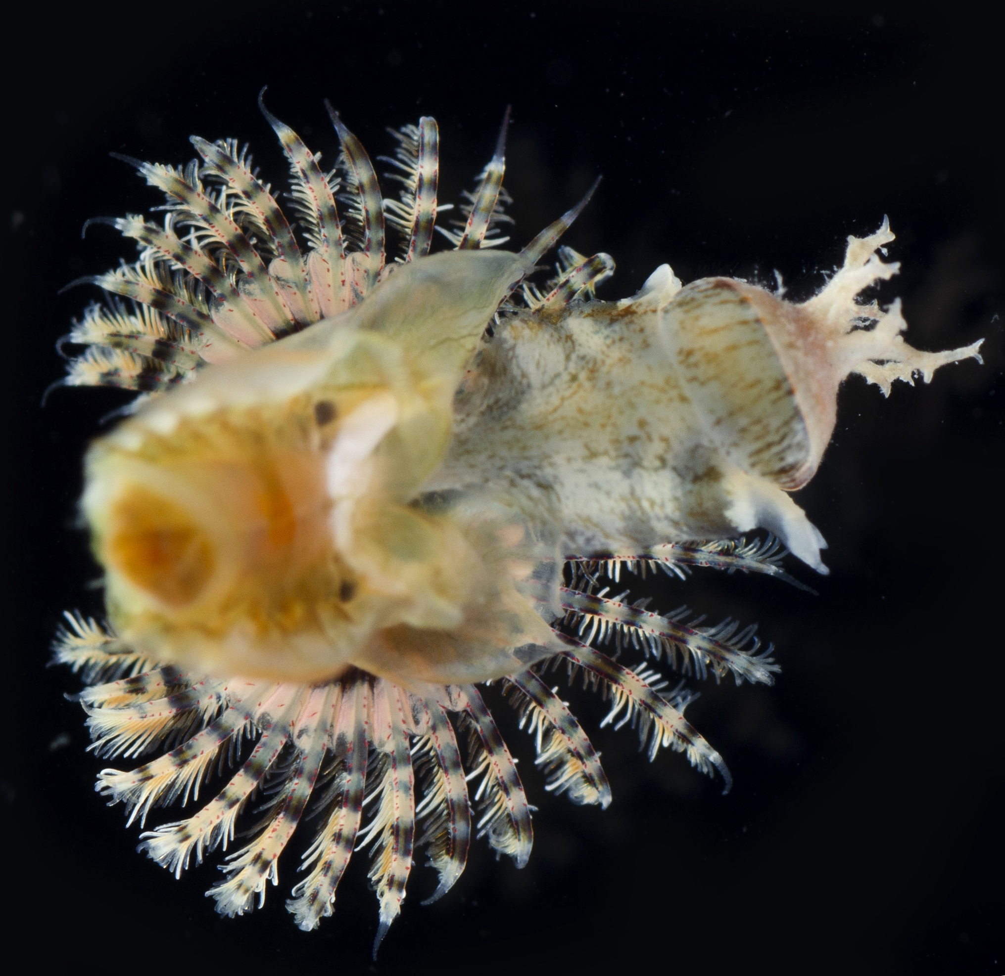 Spirobranchus tetraceros (Schmarda, 1861)