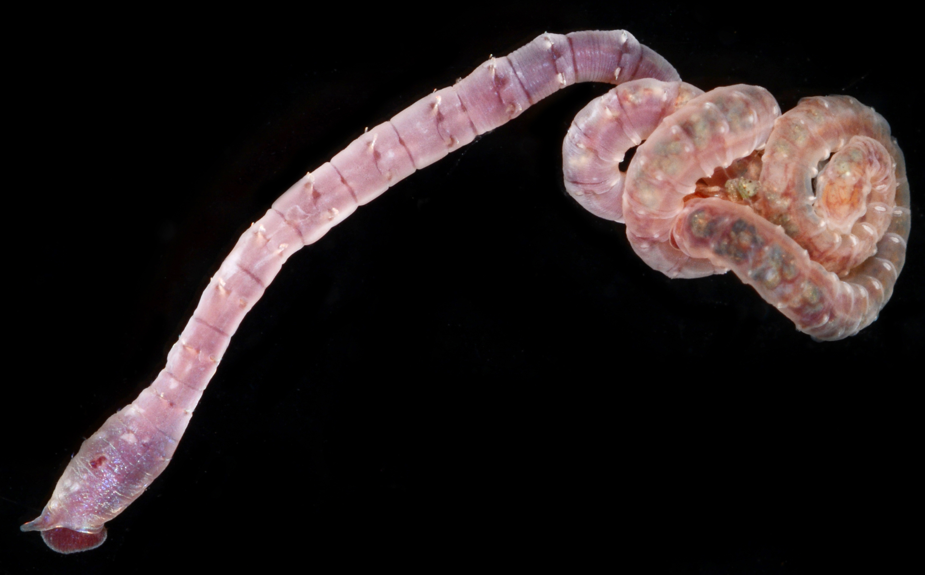 Notomastus M.Sars, 1851