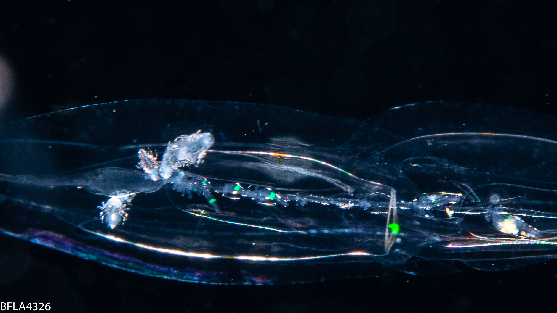 Diphyes dispar Chamisso & Eysenhardt, 1821