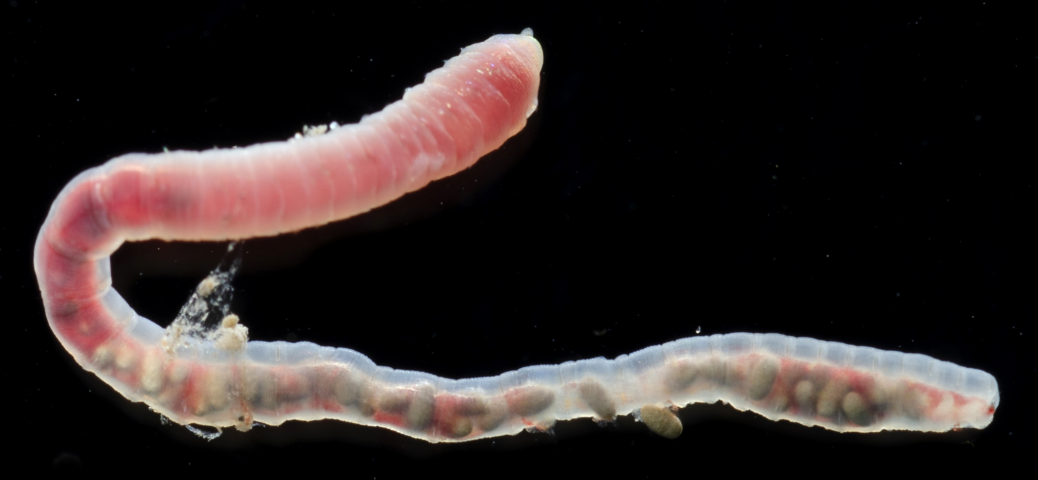 Heteromastus filobranchus Berkeley & Berkeley, 1932