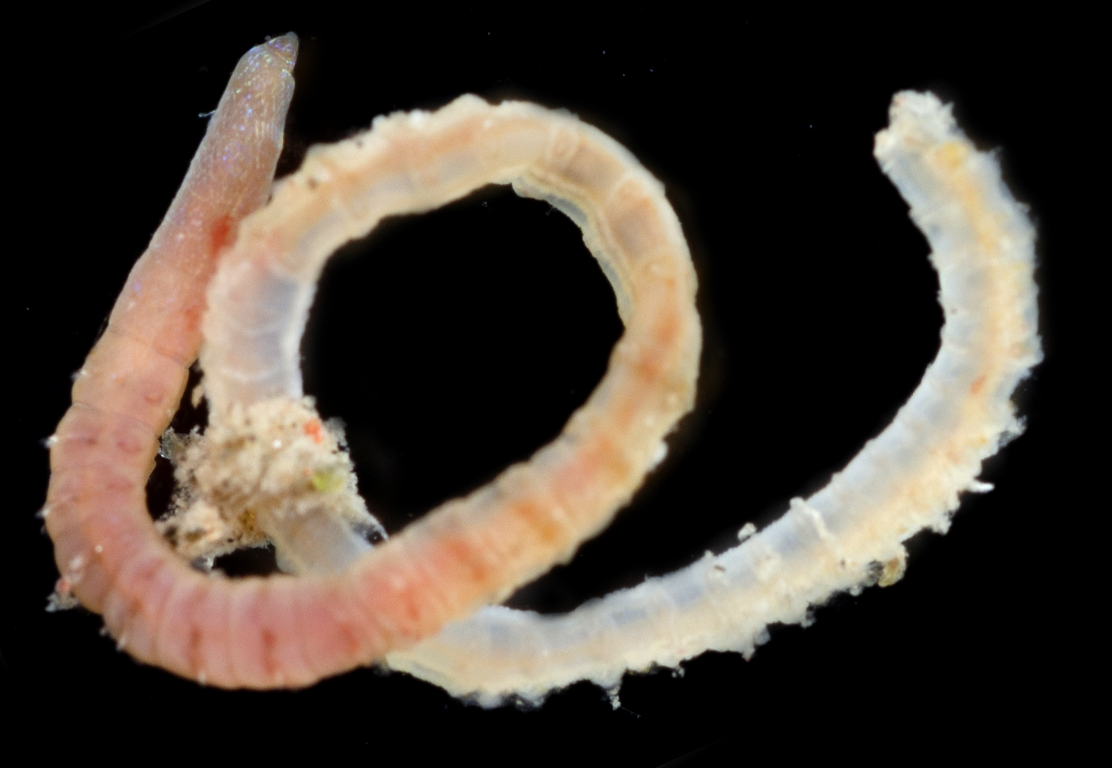 Notomastus M.Sars, 1851