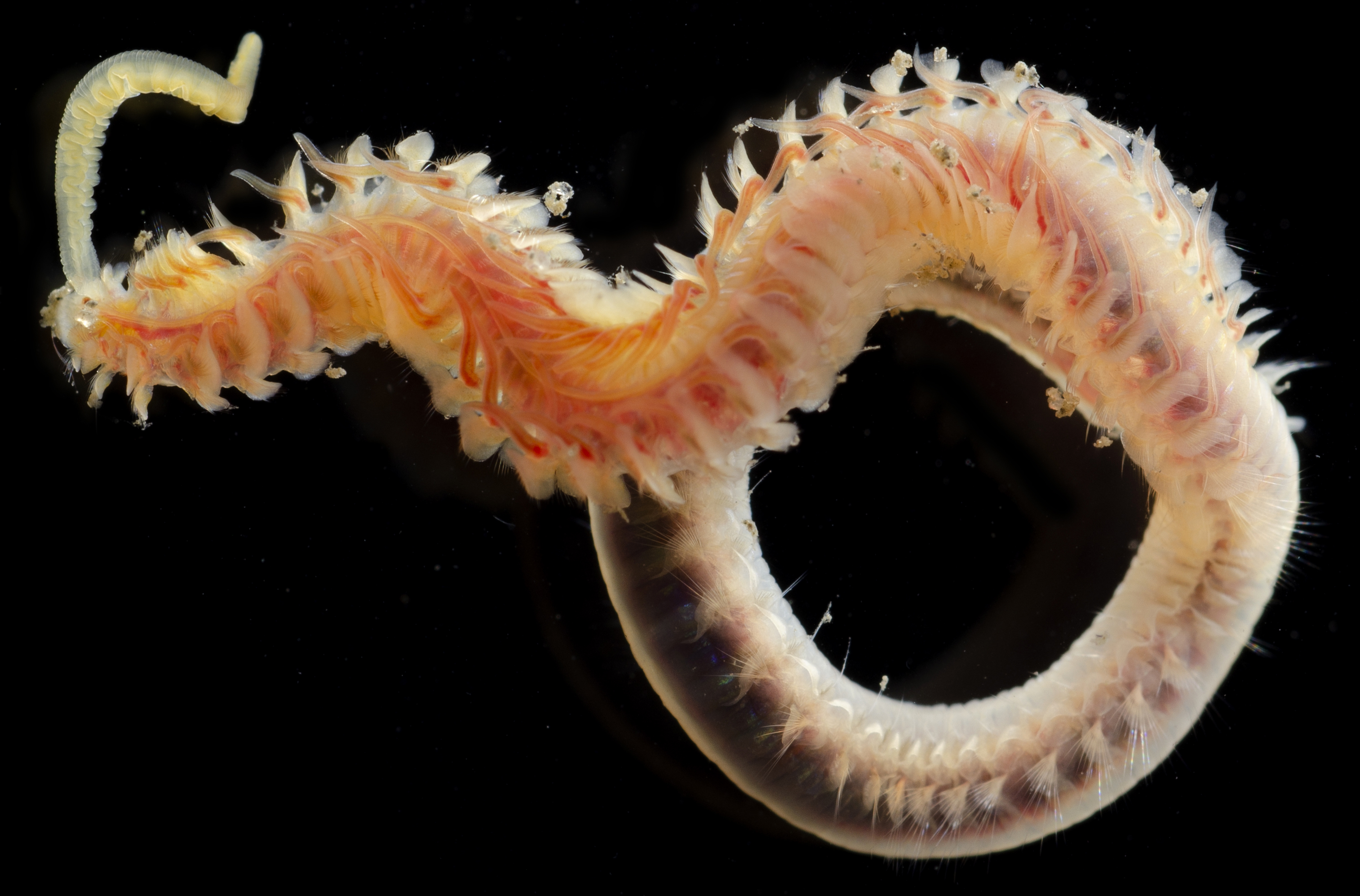 Laonice cirrata (M.Sars, 1851)