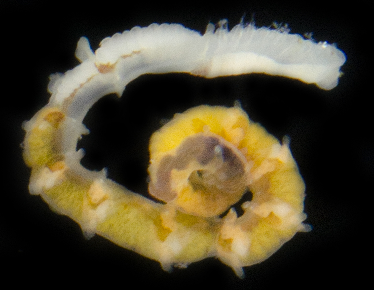 Phyllochaetopterus Grube, 1863