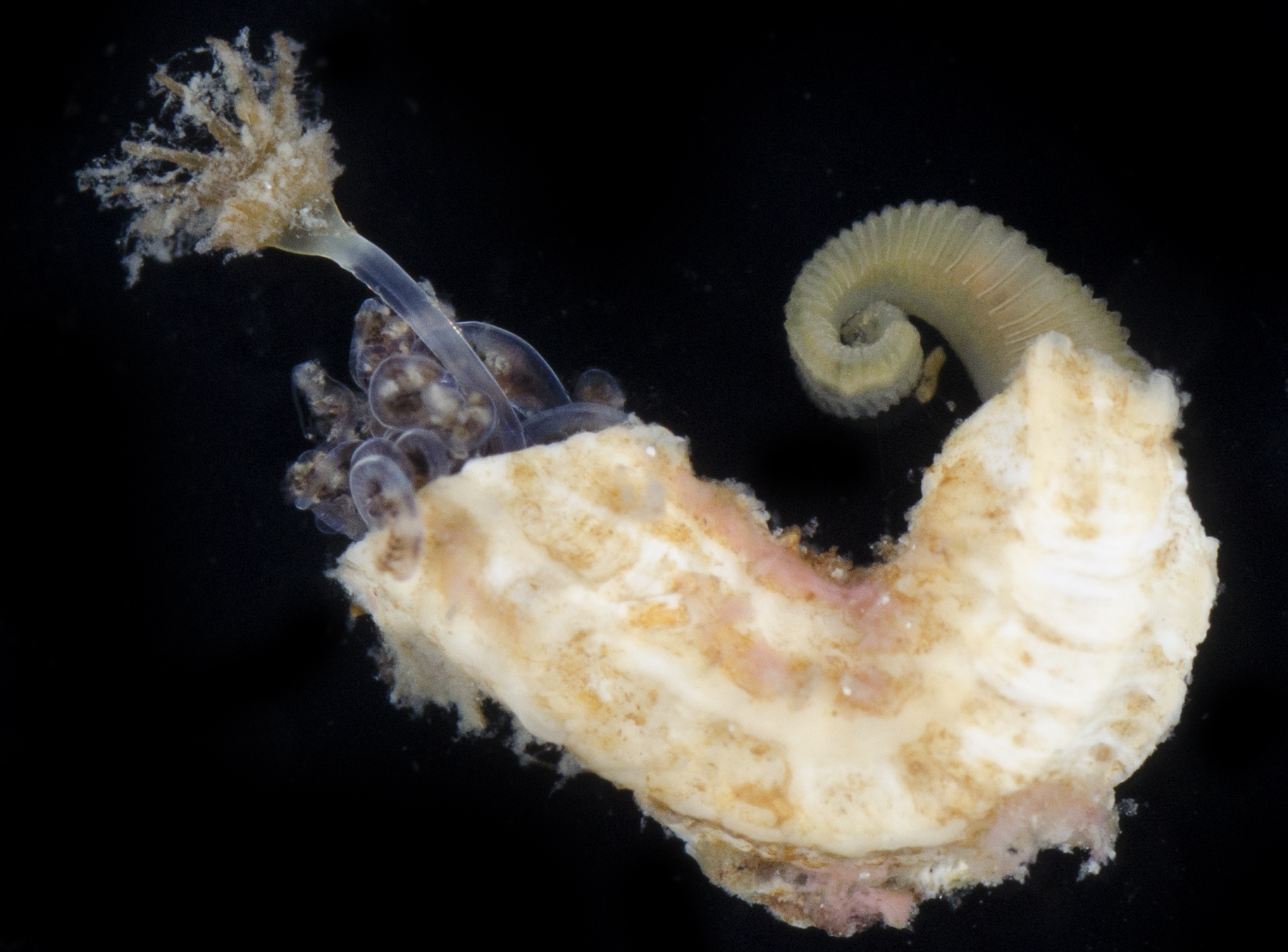 Hydroides sanctaecrucis Krøyer, 1863