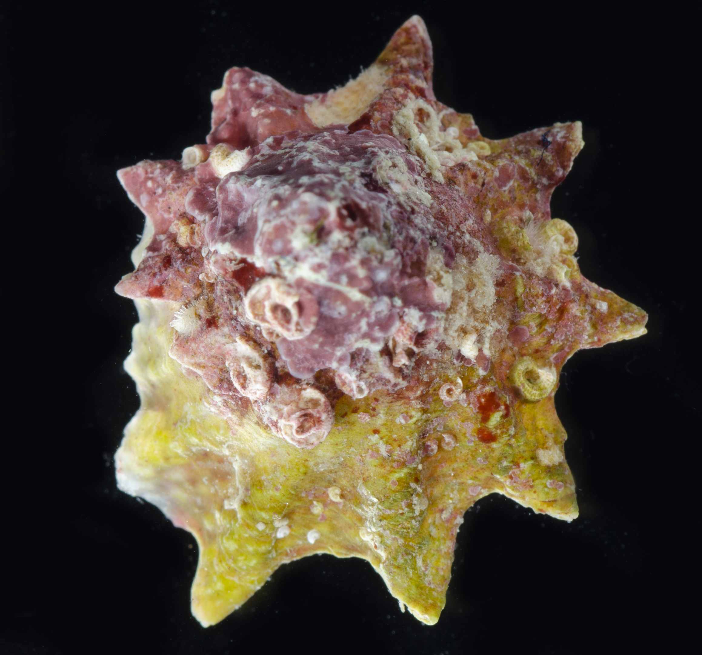 Astralium haematragum (Menke, 1829)