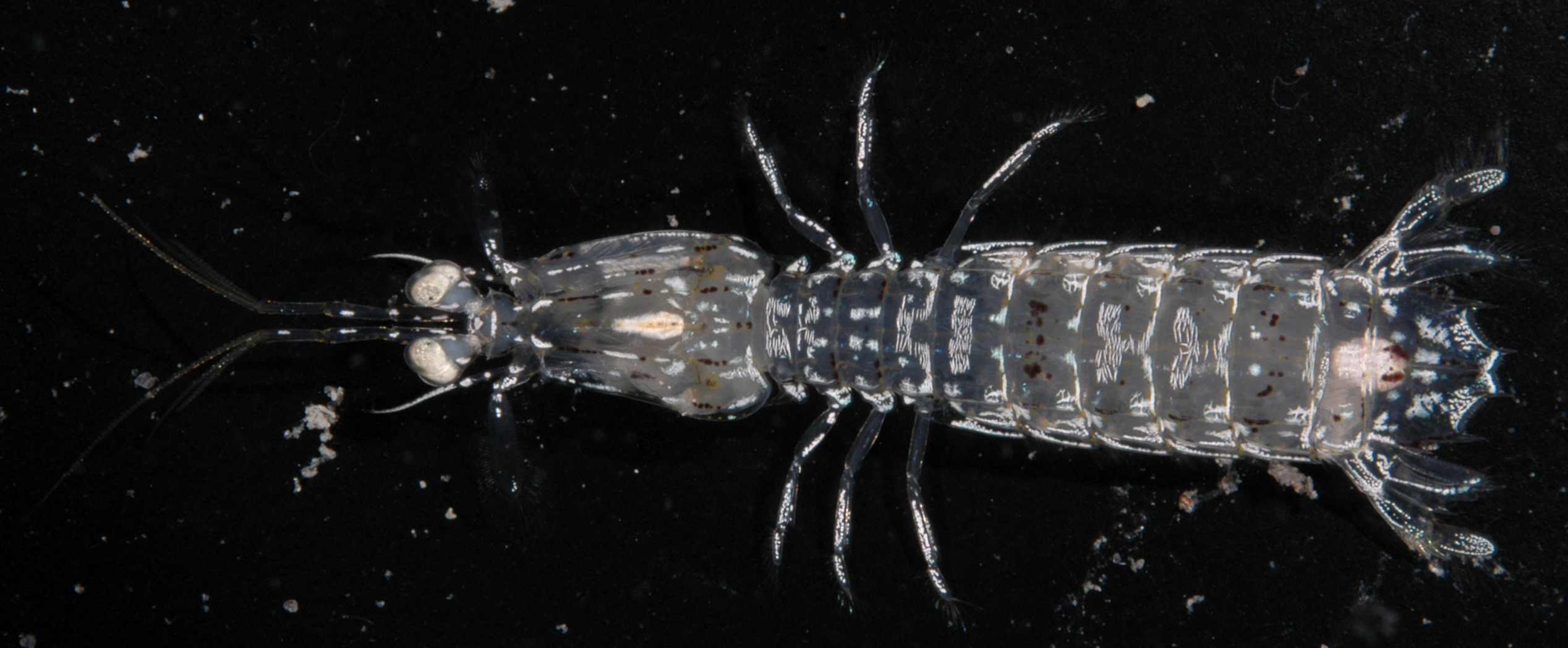 Alima neptuni (Linnaeus, 1768)