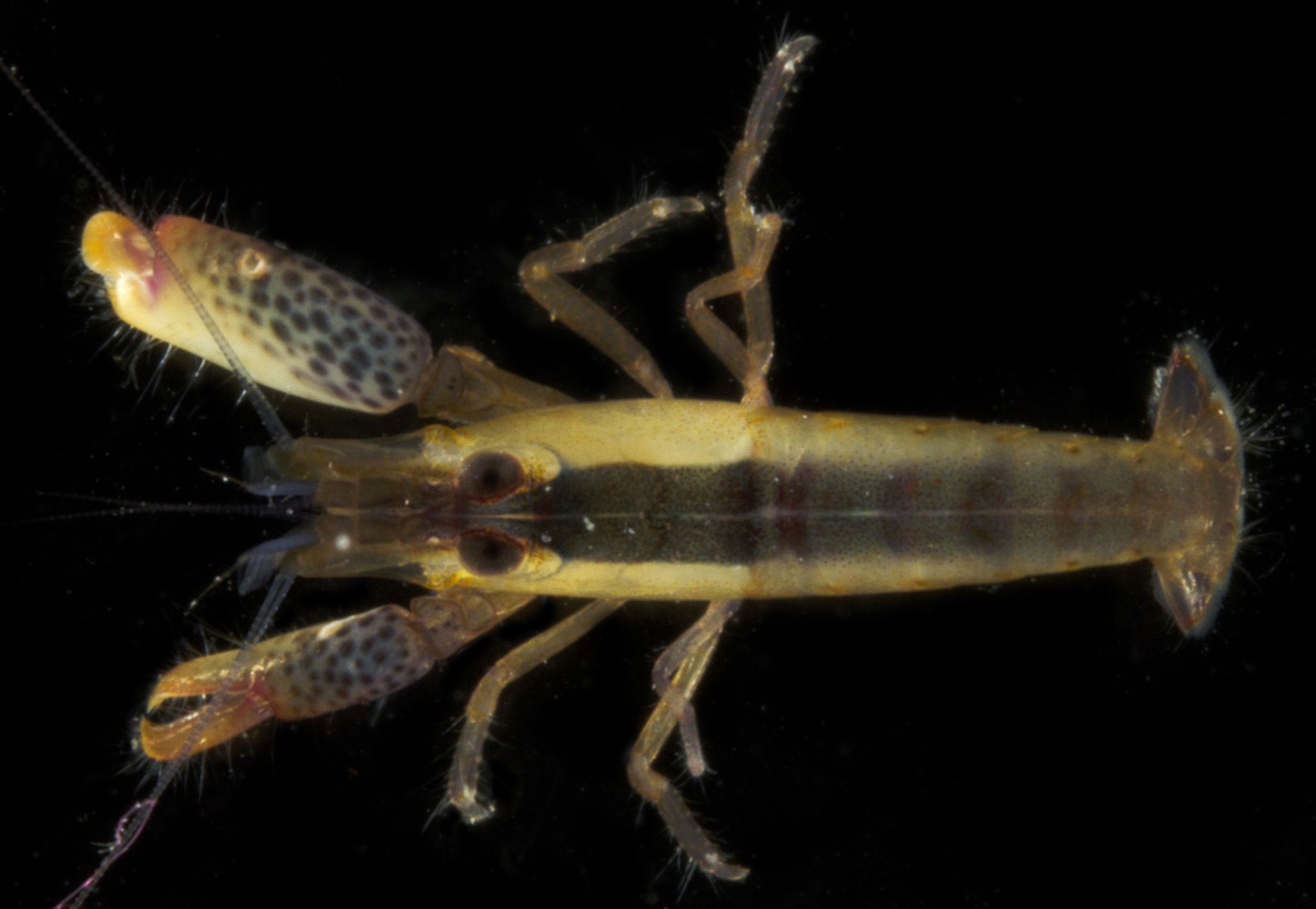 Alpheus lottini Guérin-Méneville, 1829