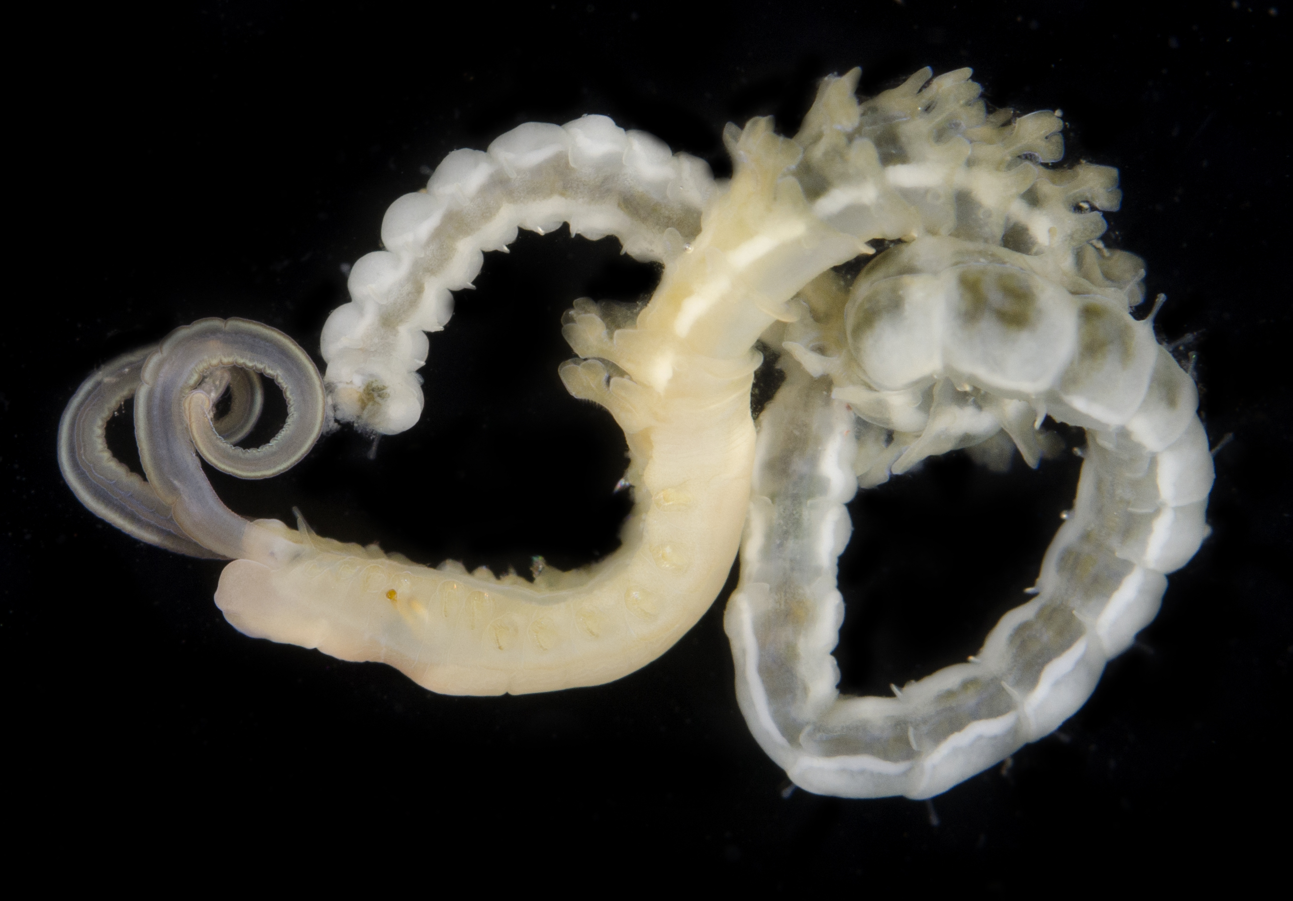 Phyllochaetopterus Grube, 1863