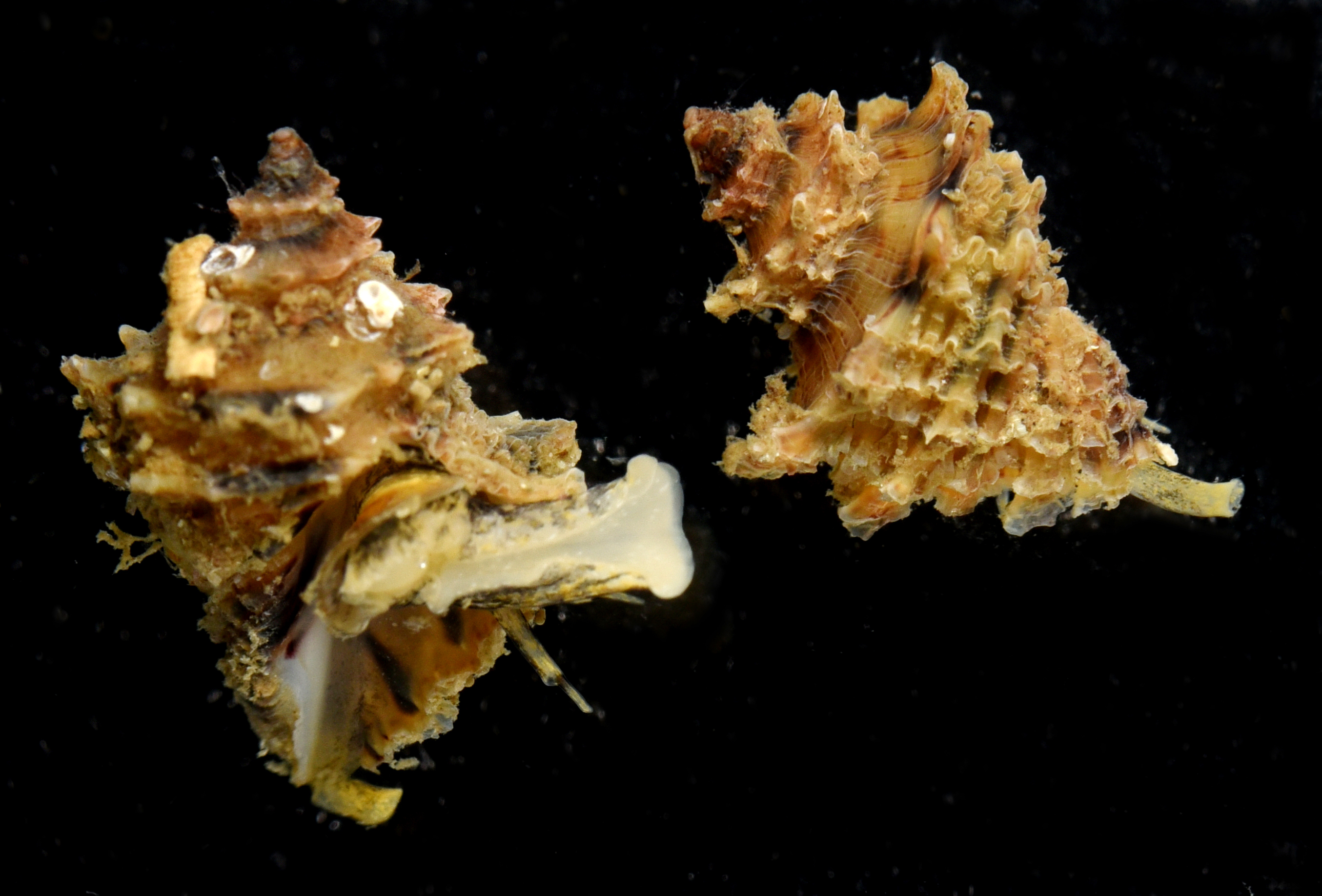 Indothais sacellum (Gmelin, 1791)