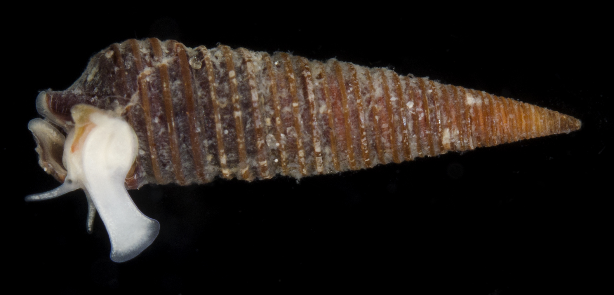 Seila adamsii (H.C.Lea, 1845)