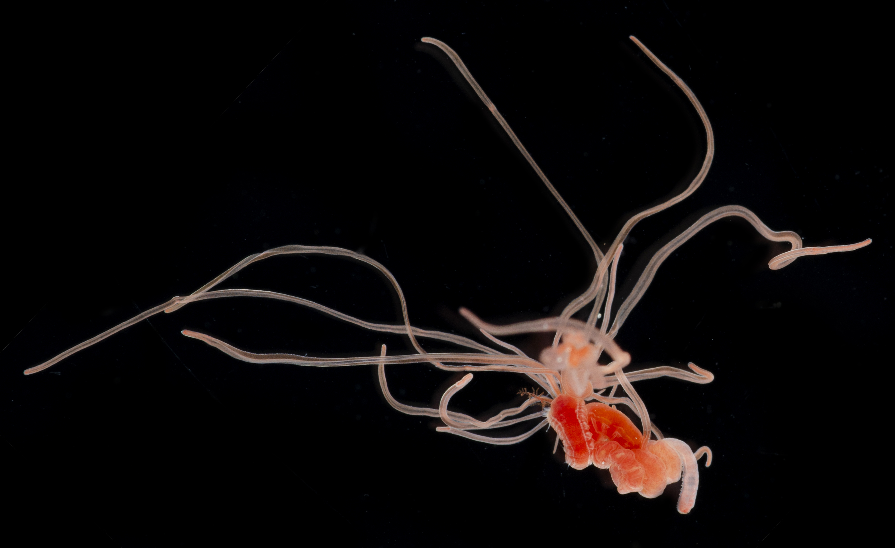 Terebella Linnaeus, 1767