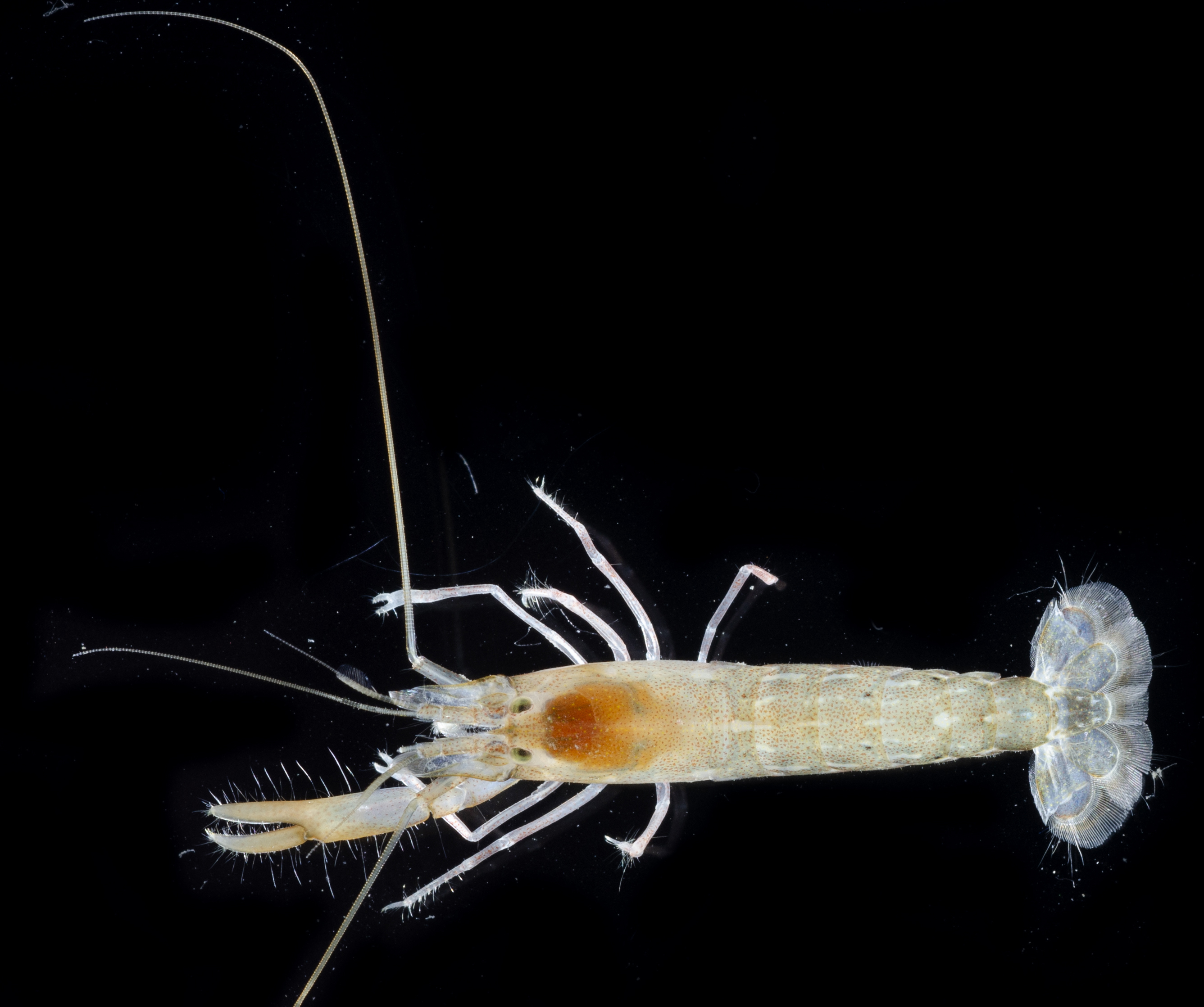 Alpheus edwardsii (Andouin, 1826)