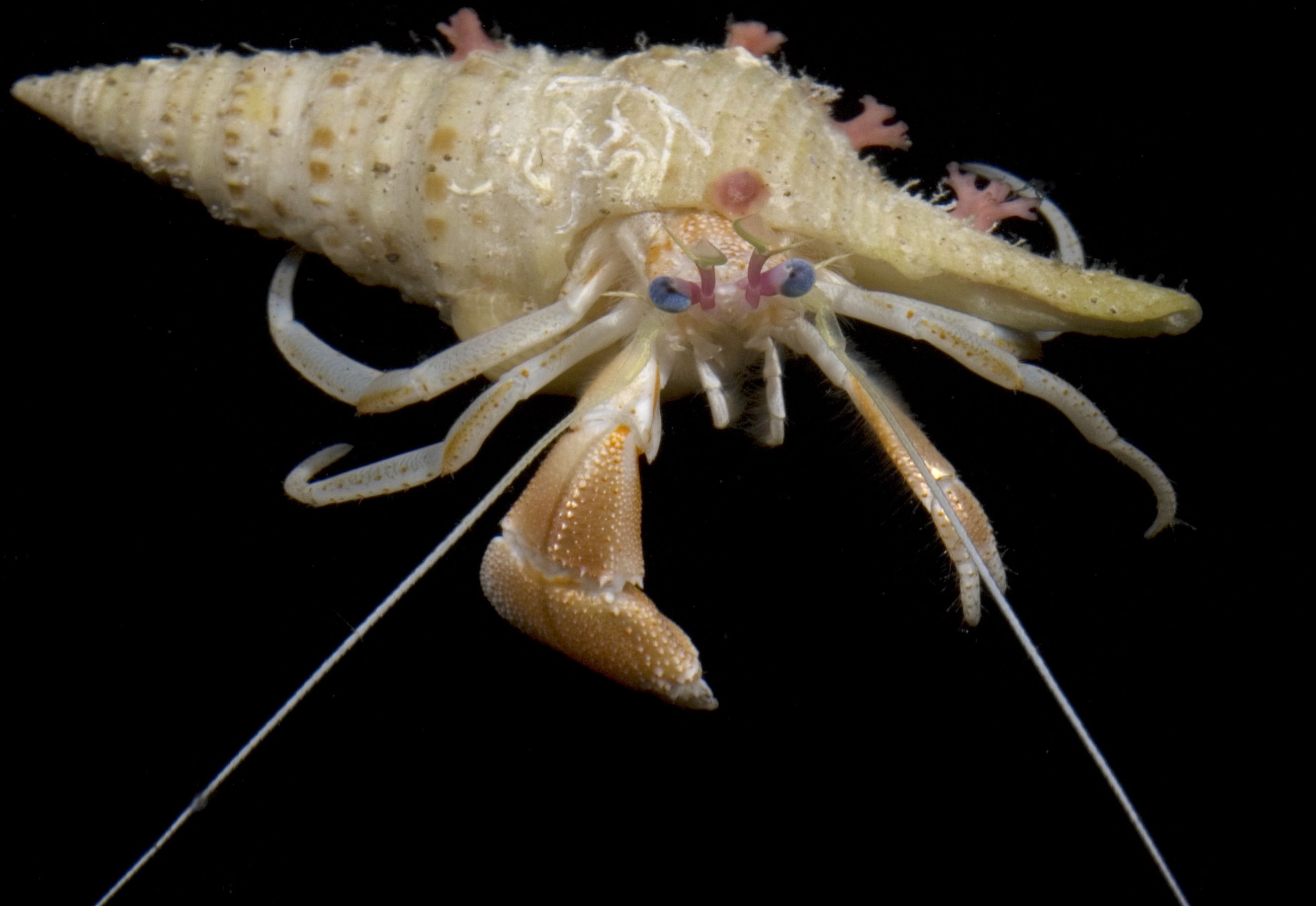 Paragiopagurus Lemaitre, 1996