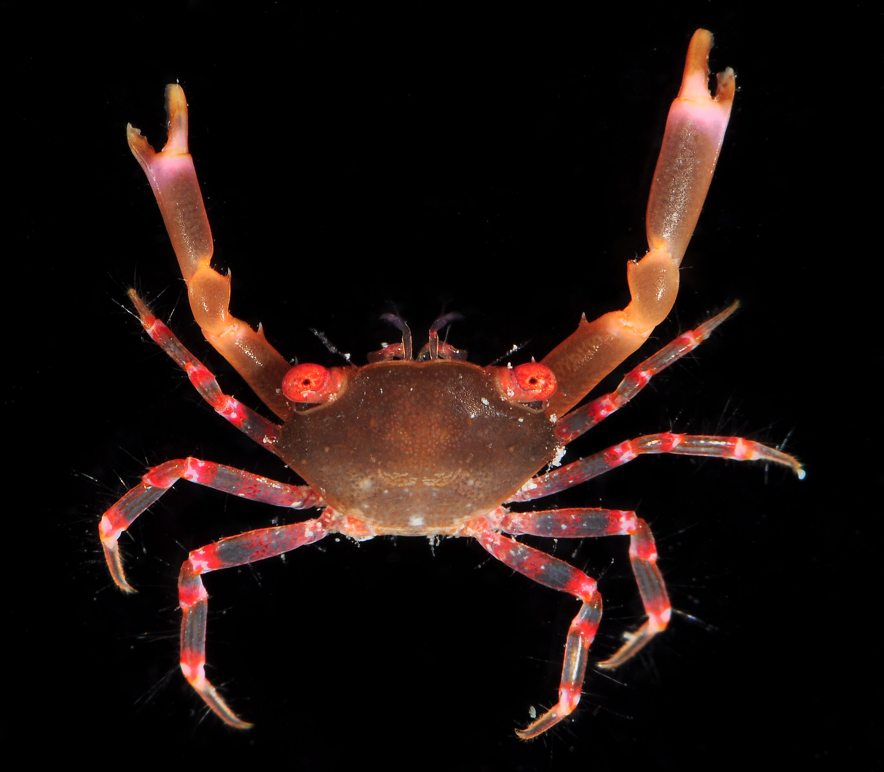 Tanaocheles Kropp, 1984