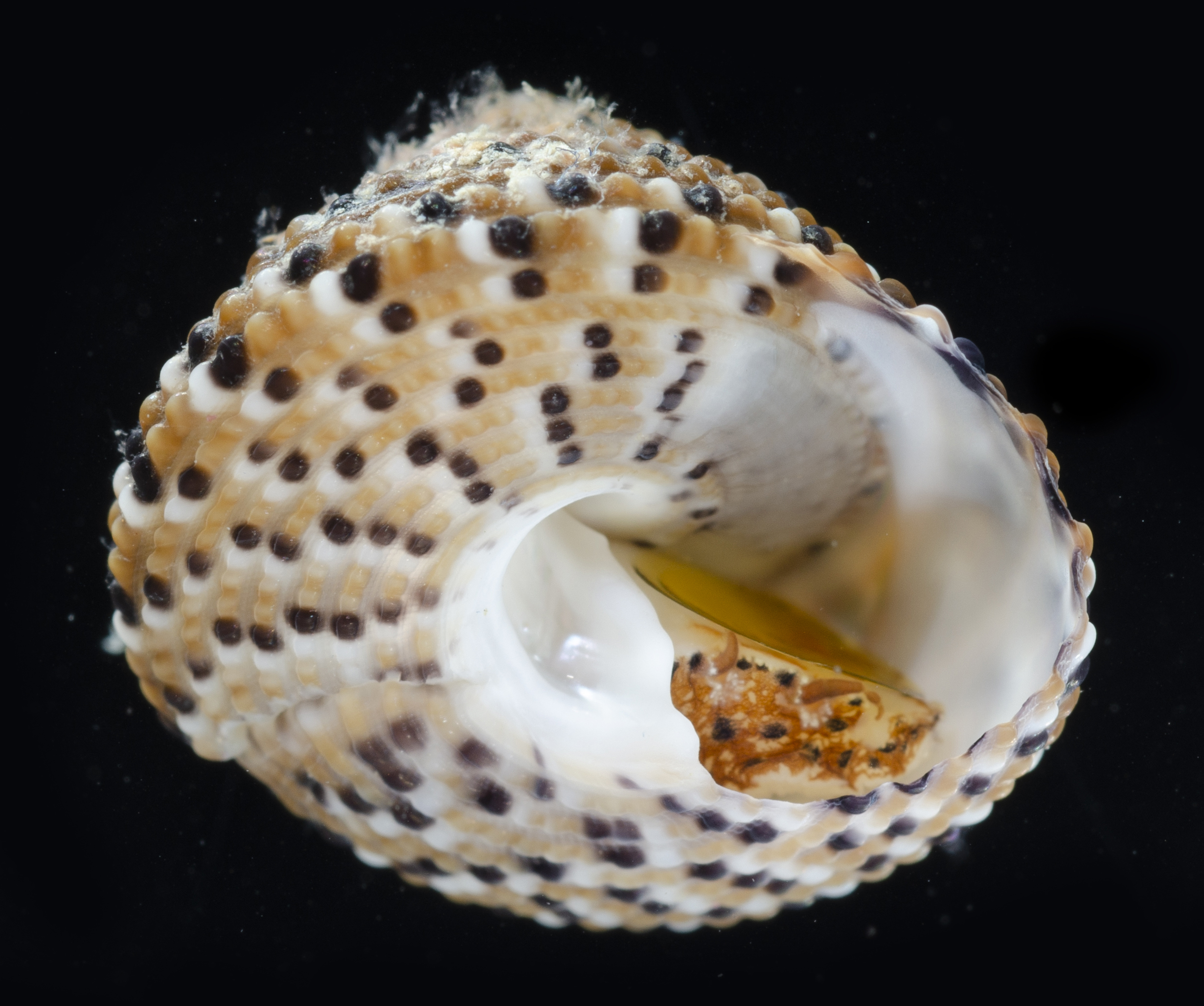 Clanculus margaritarius (Philippi, 1846)