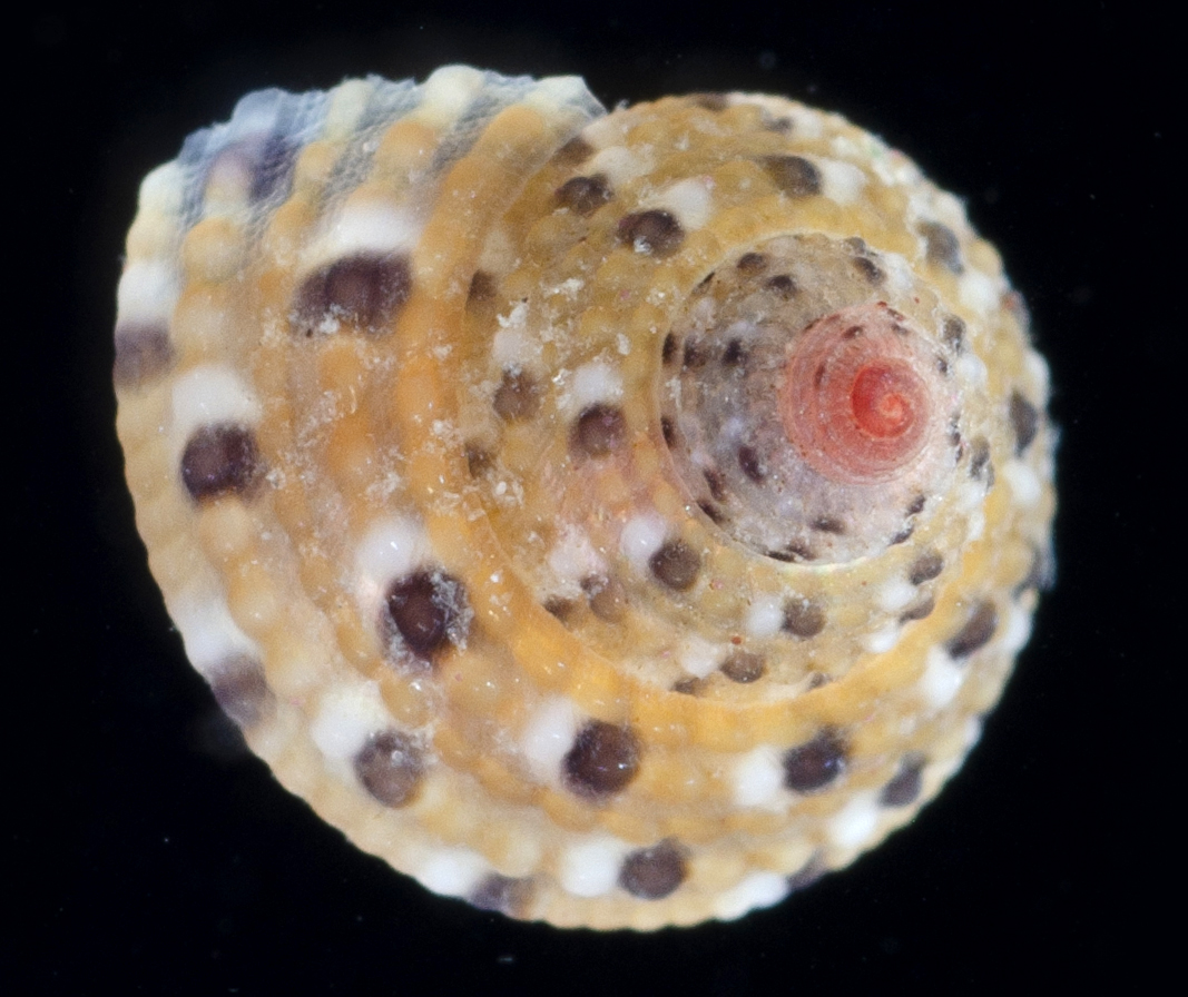 Clanculus margaritarius (Philippi, 1846)