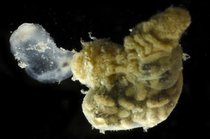 Echiurus echiurus (Pallas, 1766)