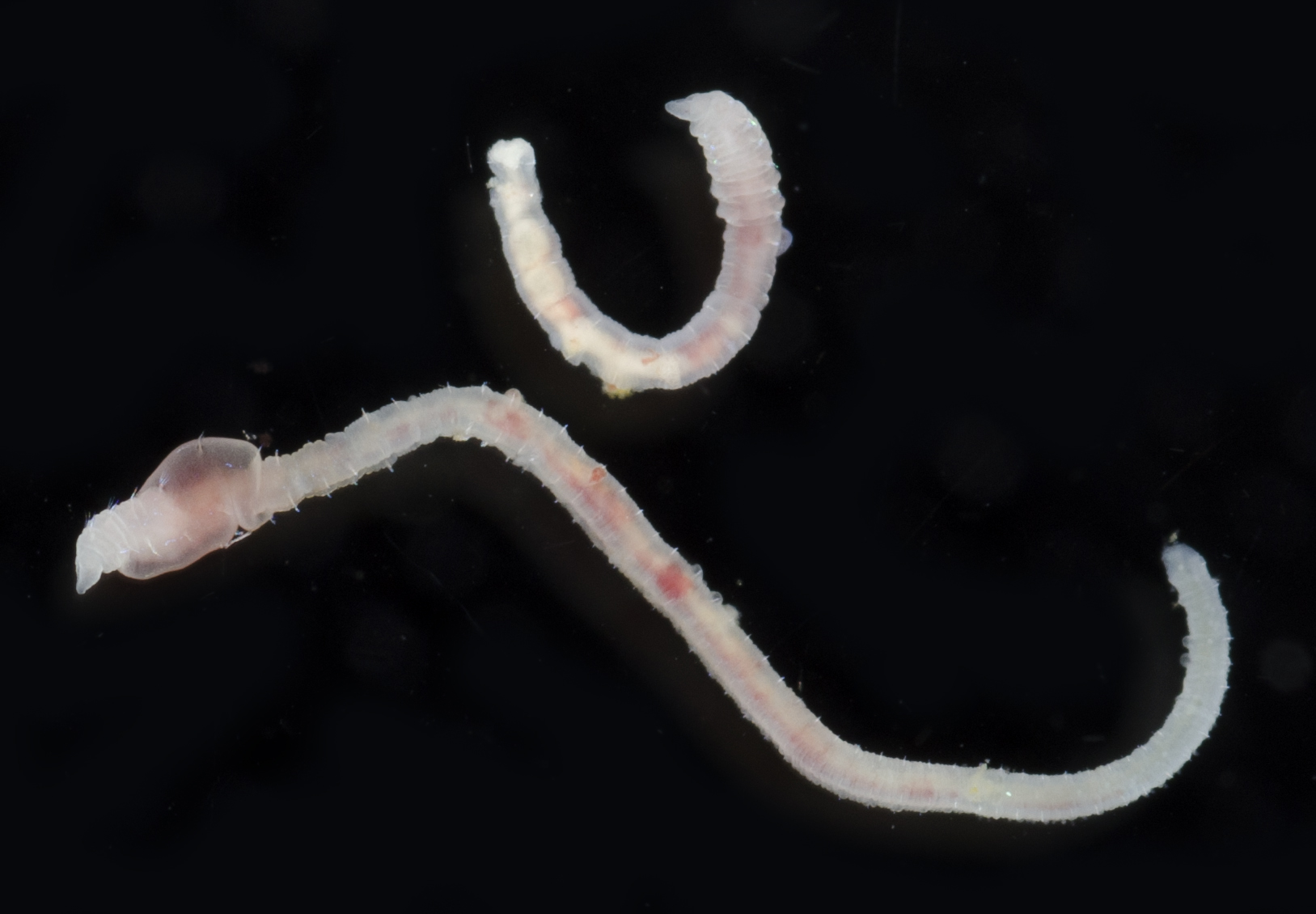 Capitella capitata (Fabricius, 1780)