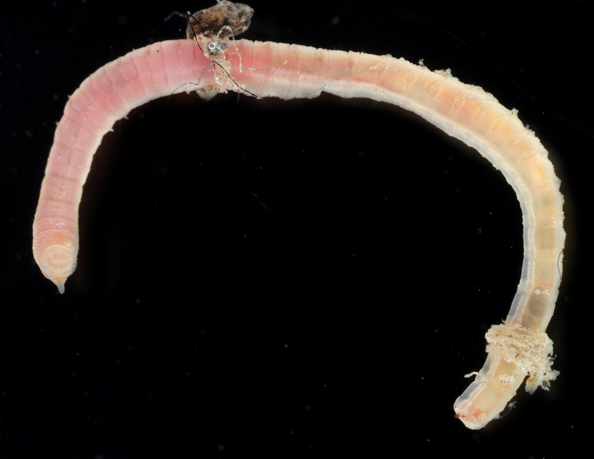 Notomastus M.Sars, 1851