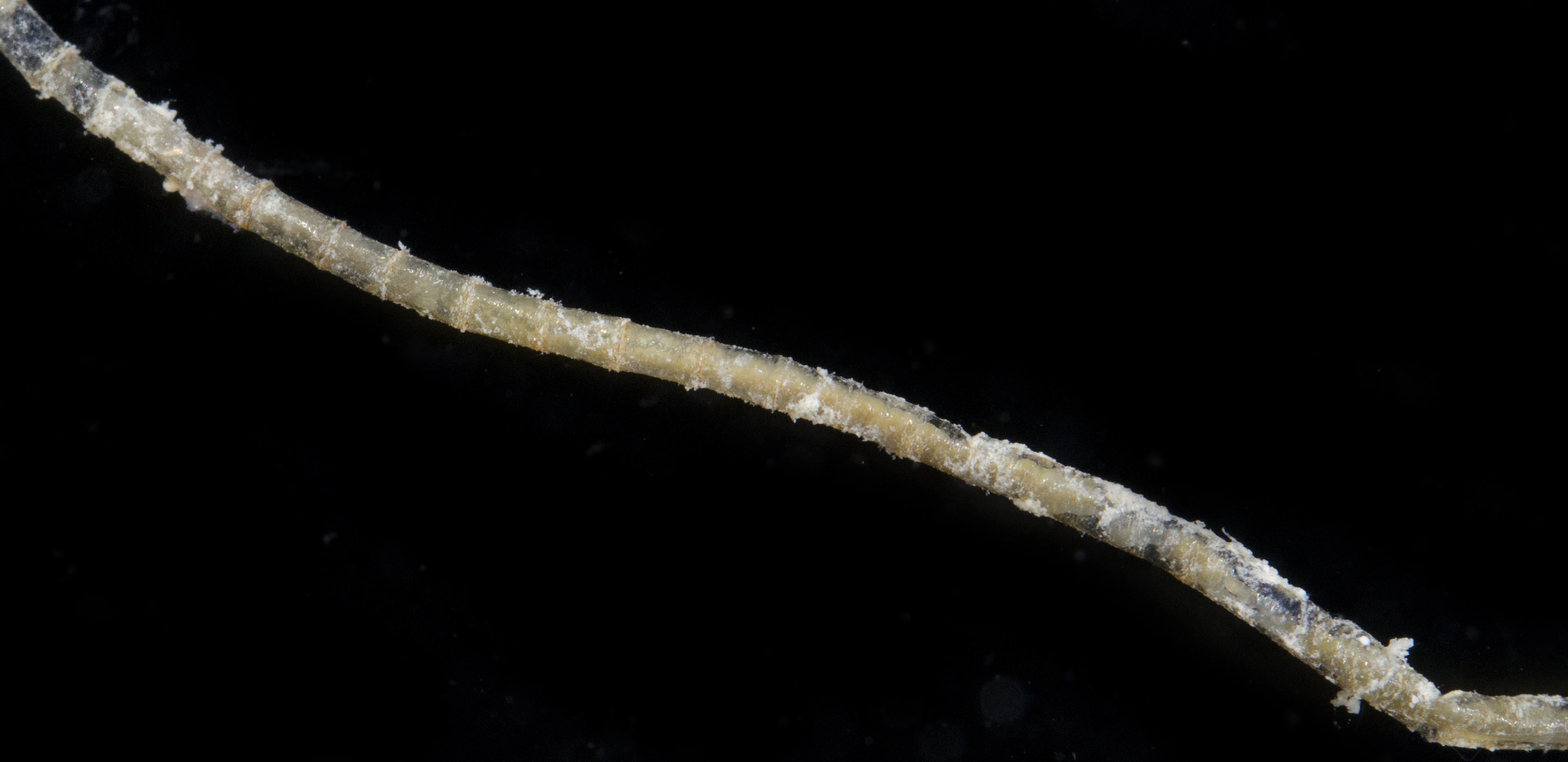 Phyllochaetopterus Grube, 1863